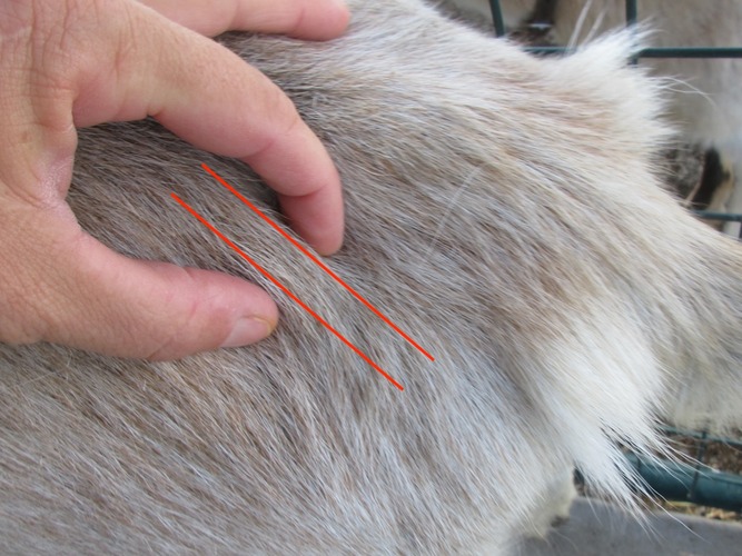 Is Goat Labor Imminent? How to Check Ligaments - Goat Journal